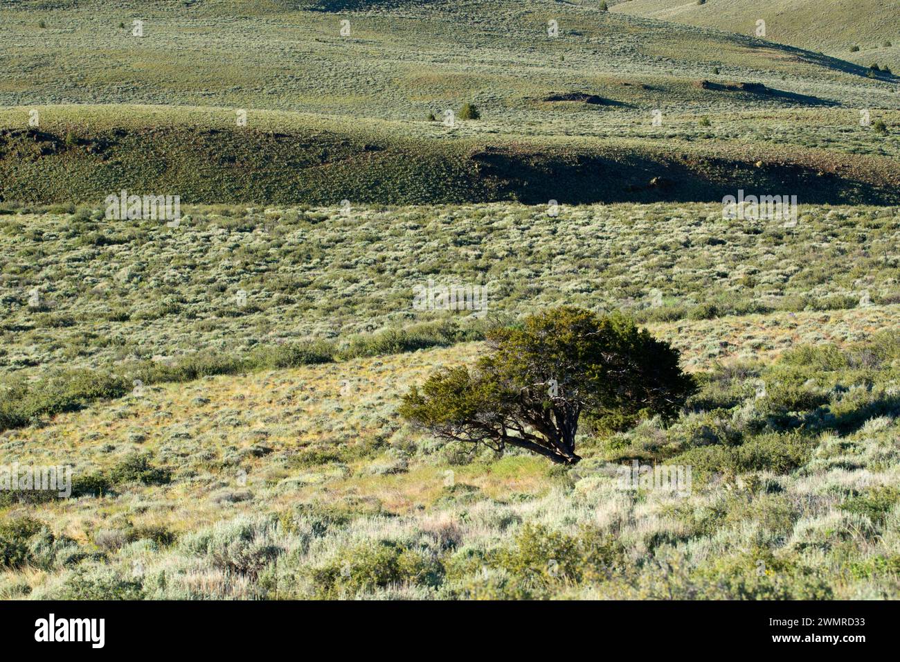 Mountain mahogony along Barnhardy Road, Hart Mountain National Antelope ...