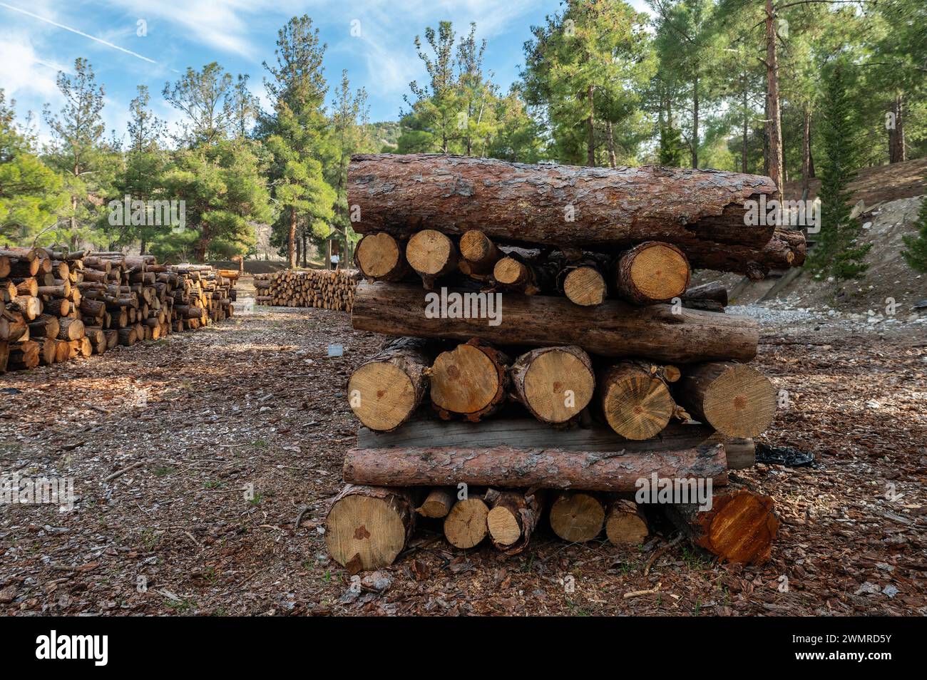 Tree stumps piled up in the woods Stock Photo - Alamy