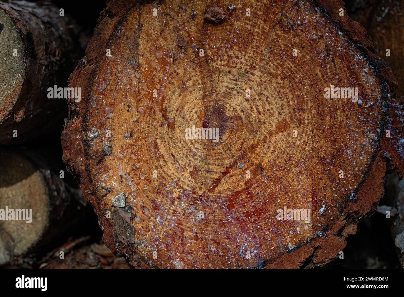 Wooden stump with resin hi-res stock photography and images - Alamy
