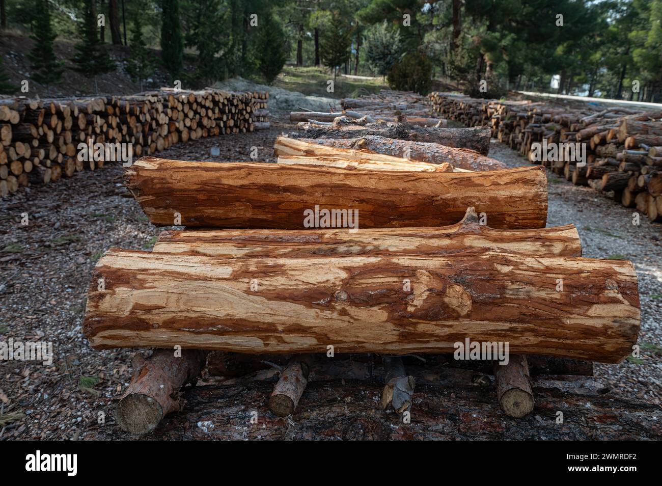 Tree stumps piled up in the forest. Pine logs with the bark peeled off ...