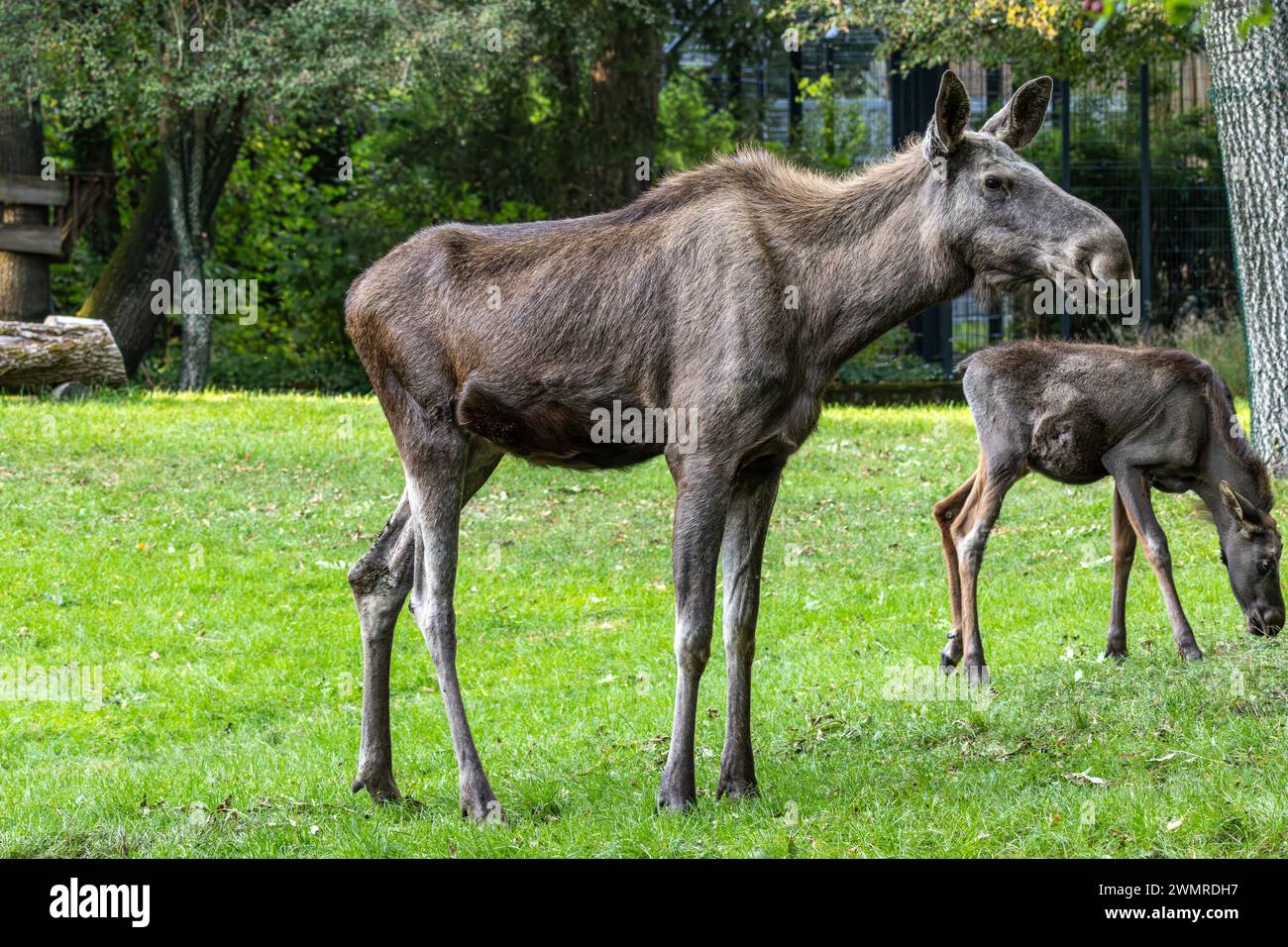 Family of moose or elk, Alces alces is the largest extant species in ...