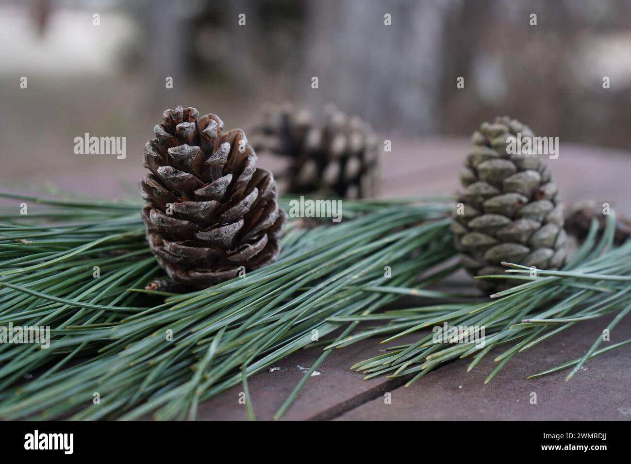 P pine hi-res stock photography and images - Alamy
