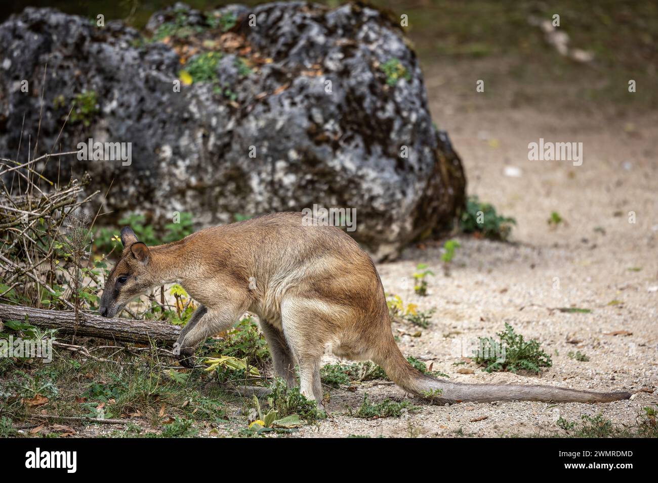 The agile wallaby, Macropus agilis also known as the sandy wallaby is a ...