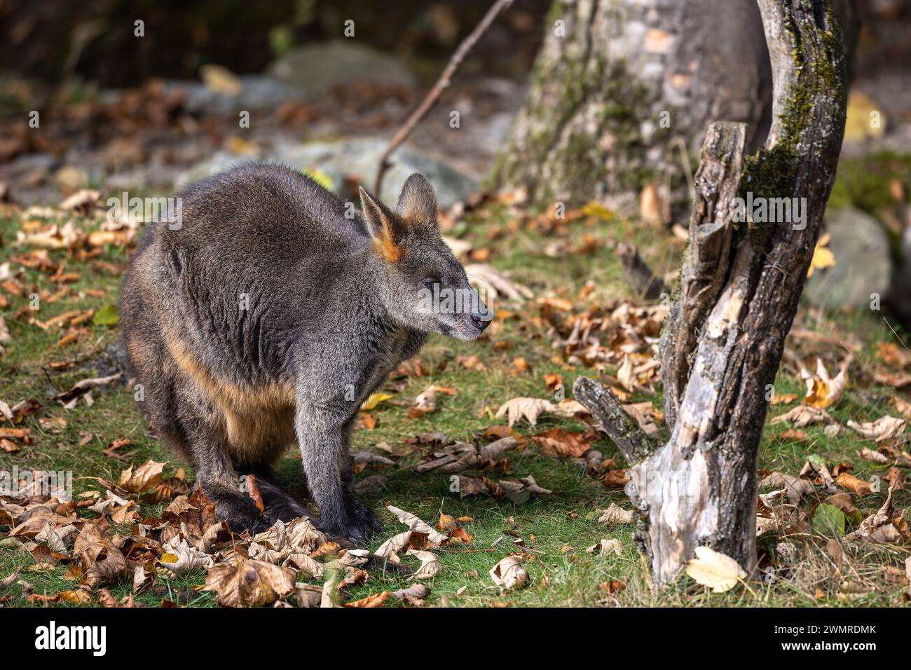 Swamp Wallaby, Wallabia bicolor, is one of the smaller kangaroos. This ...