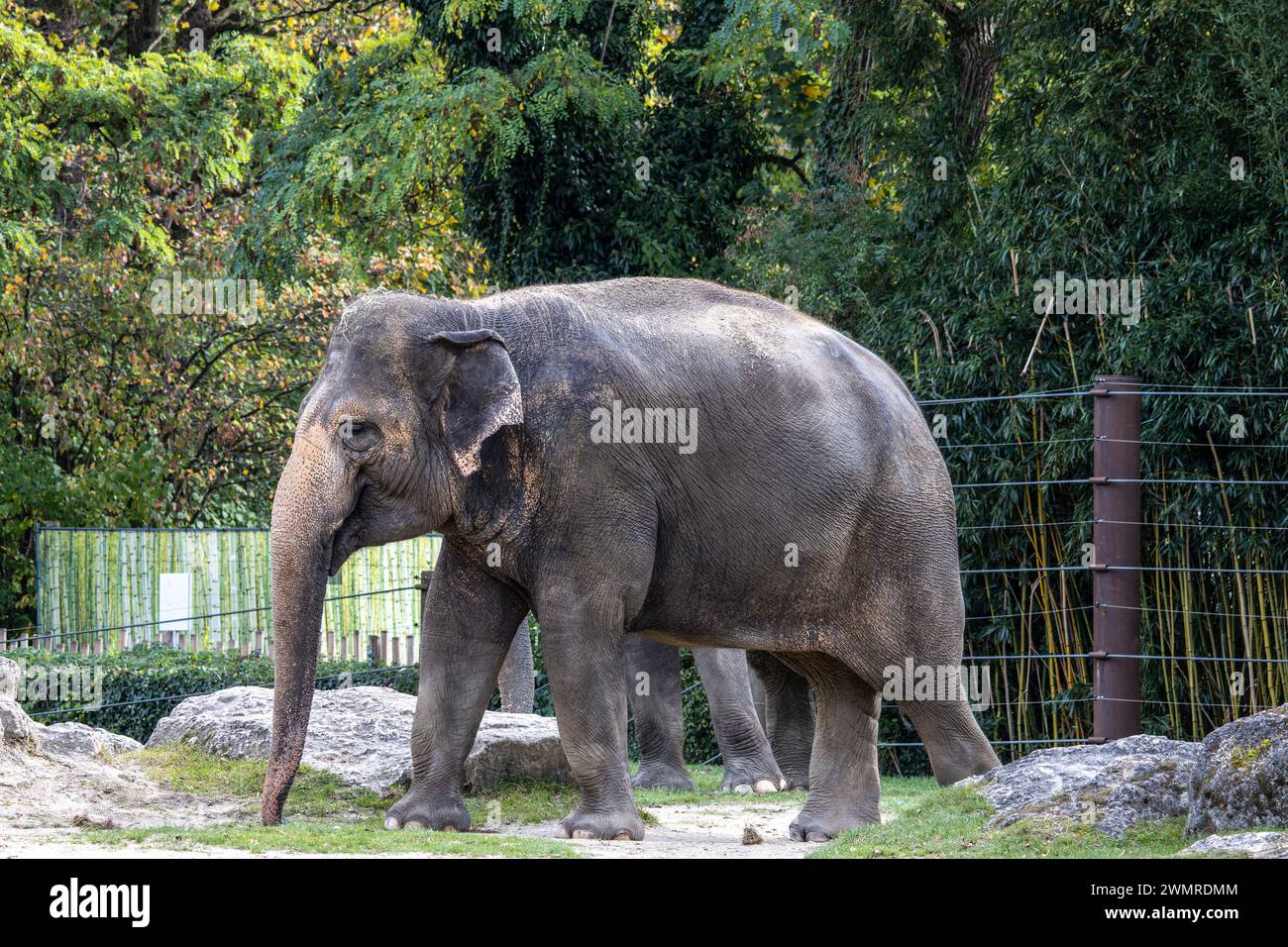 The Asian elephant, Elephas maximus also called Asiatic elephant, is ...