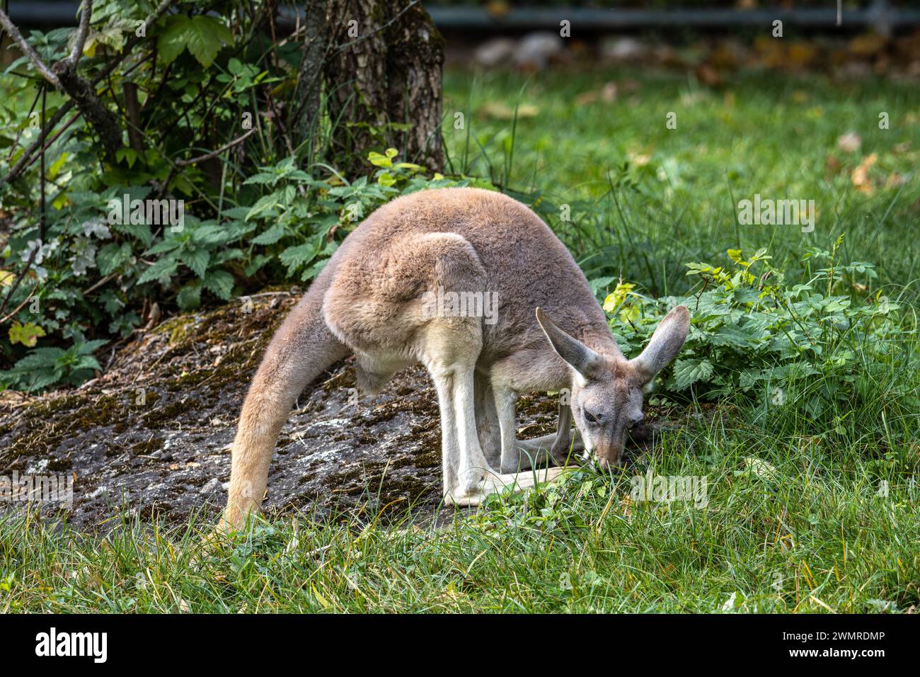 The red kangaroo, Macropus rufus is the largest of all kangaroos, the ...