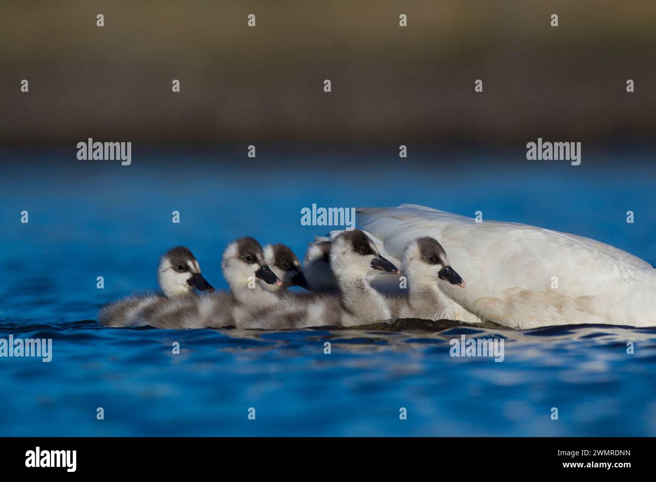 Coscoroba swan cygnets swimming in a lagoon , La Pampa Province ...