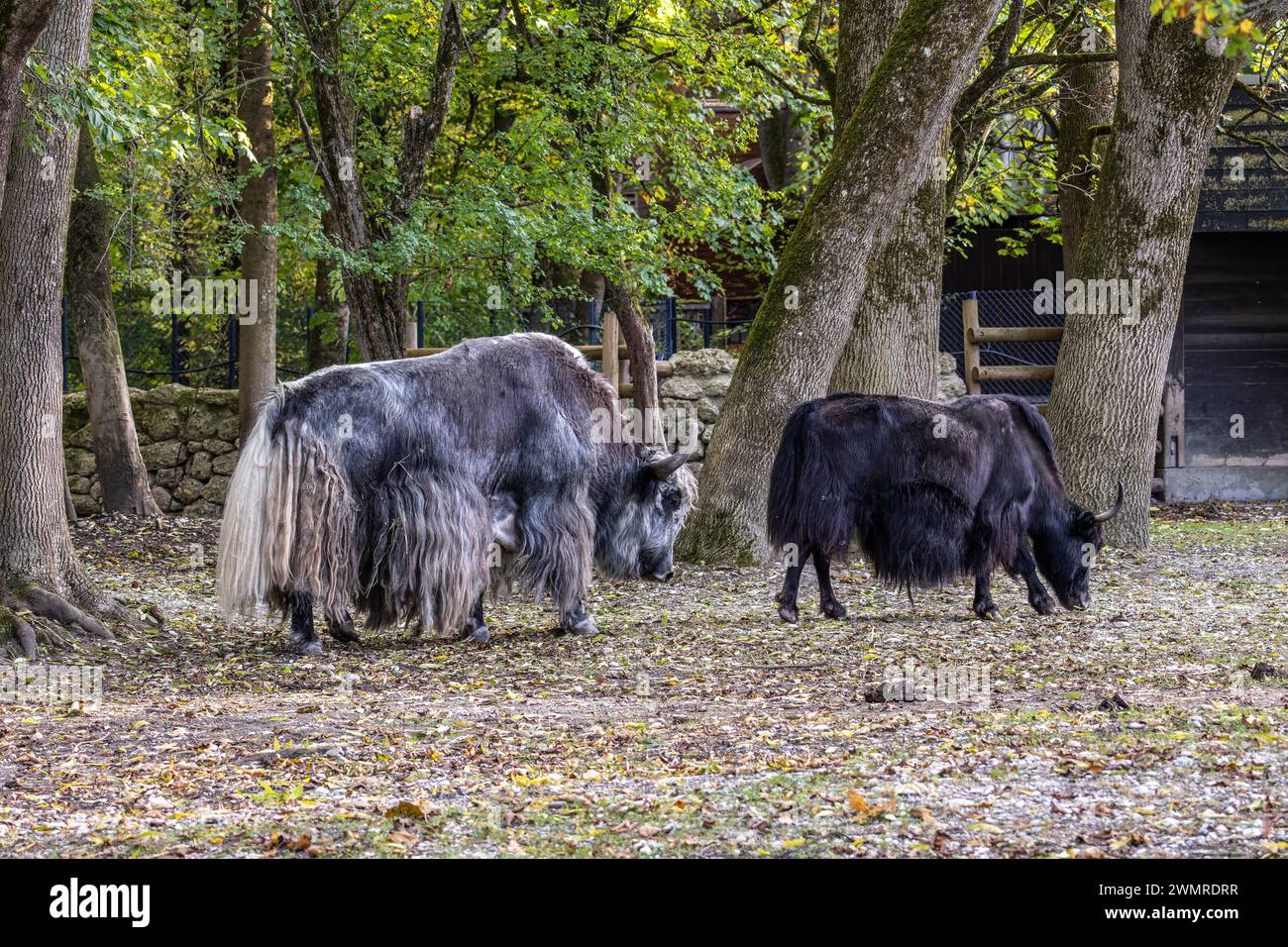 The domestic yak, Bos grunniens is a long-haired domesticated bovid ...