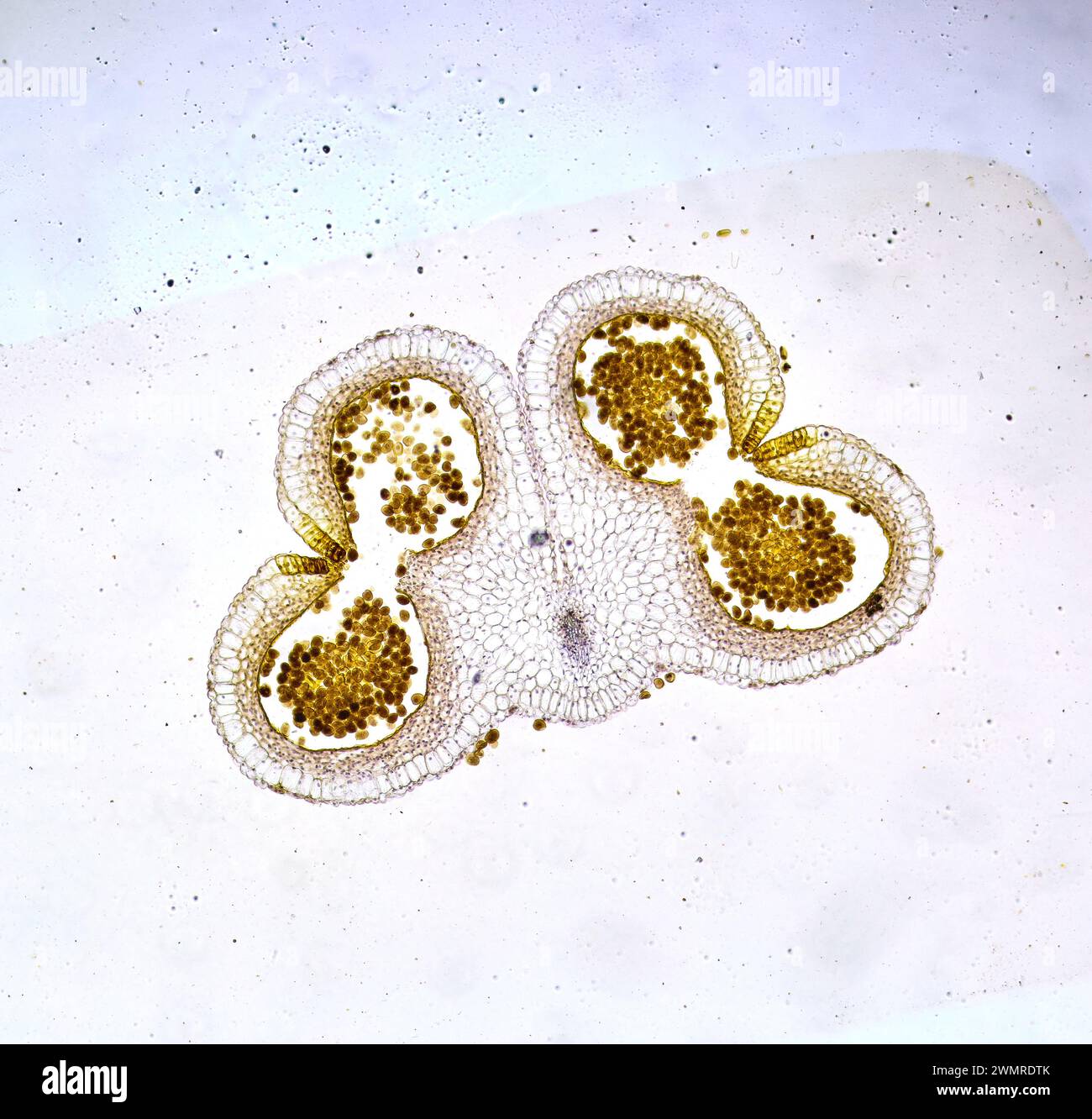 amazing inhabitants of the microworld under a microscope Stock Photo ...