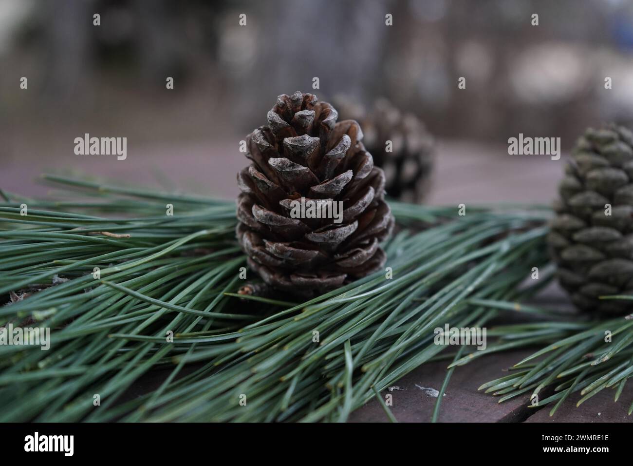 Pino de las alturas hi-res stock photography and images - Alamy