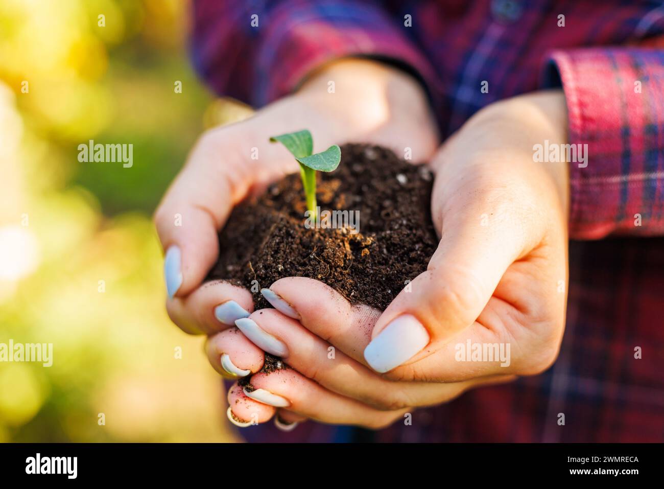 Hands Holding Soil and Young Plant Stock Photo - Alamy