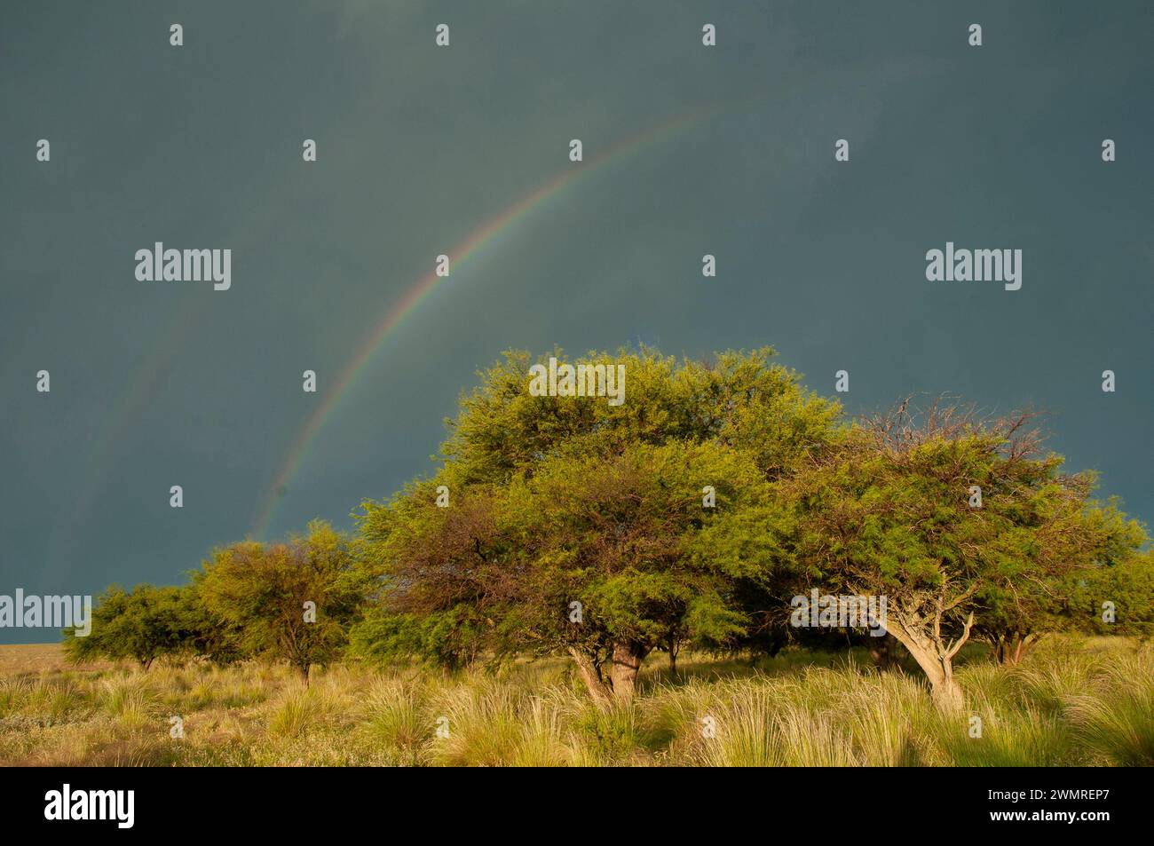 Calden forest landscape, Prosopis Caldenia plants, La Pampa province ...
