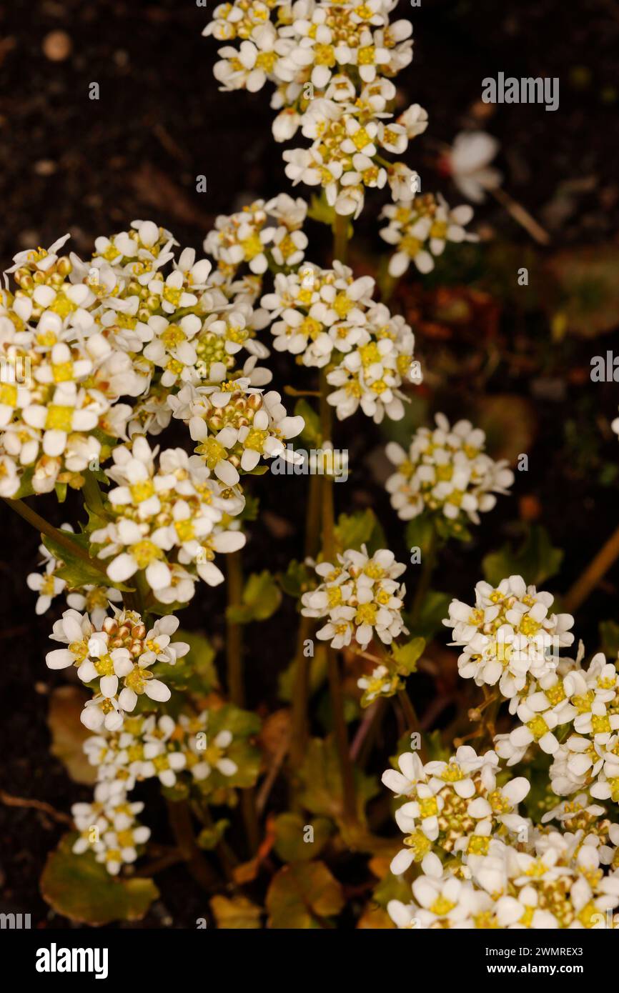 Cochlearia officinalis 'Common Scurvy-grass' Stock Photo - Alamy