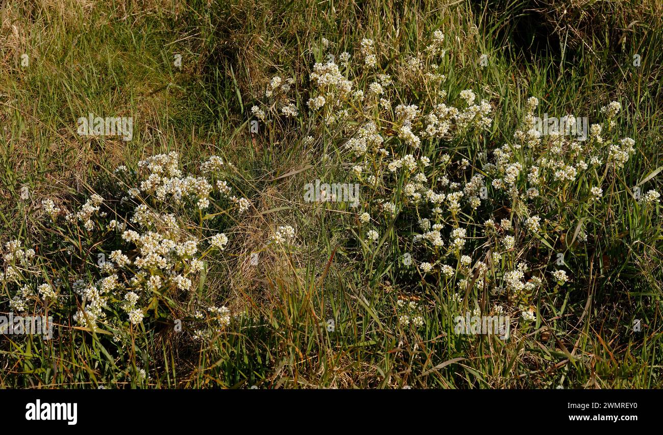 Cochlearia officinalis 'Common Scurvy-grass' Stock Photo - Alamy