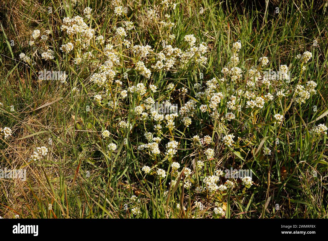 Cochlearia officinalis 'Common Scurvy-grass' Stock Photo - Alamy