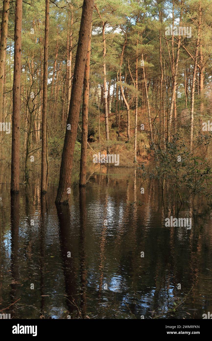 Conifer tree forest UK Flooded hollow in Wareham forest. with fir trees ...