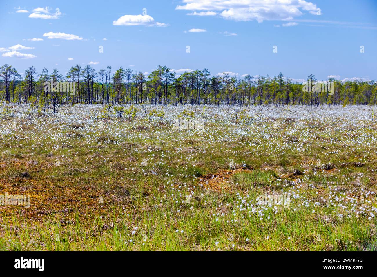 Swamp landscape with blooming Eriophorum vaginatum on a sunny spring ...