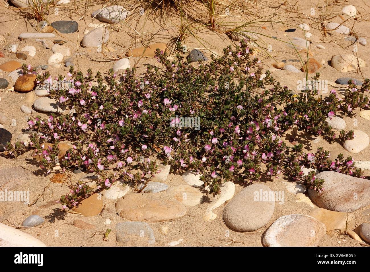 Common restharrow hi-res stock photography and images - Alamy