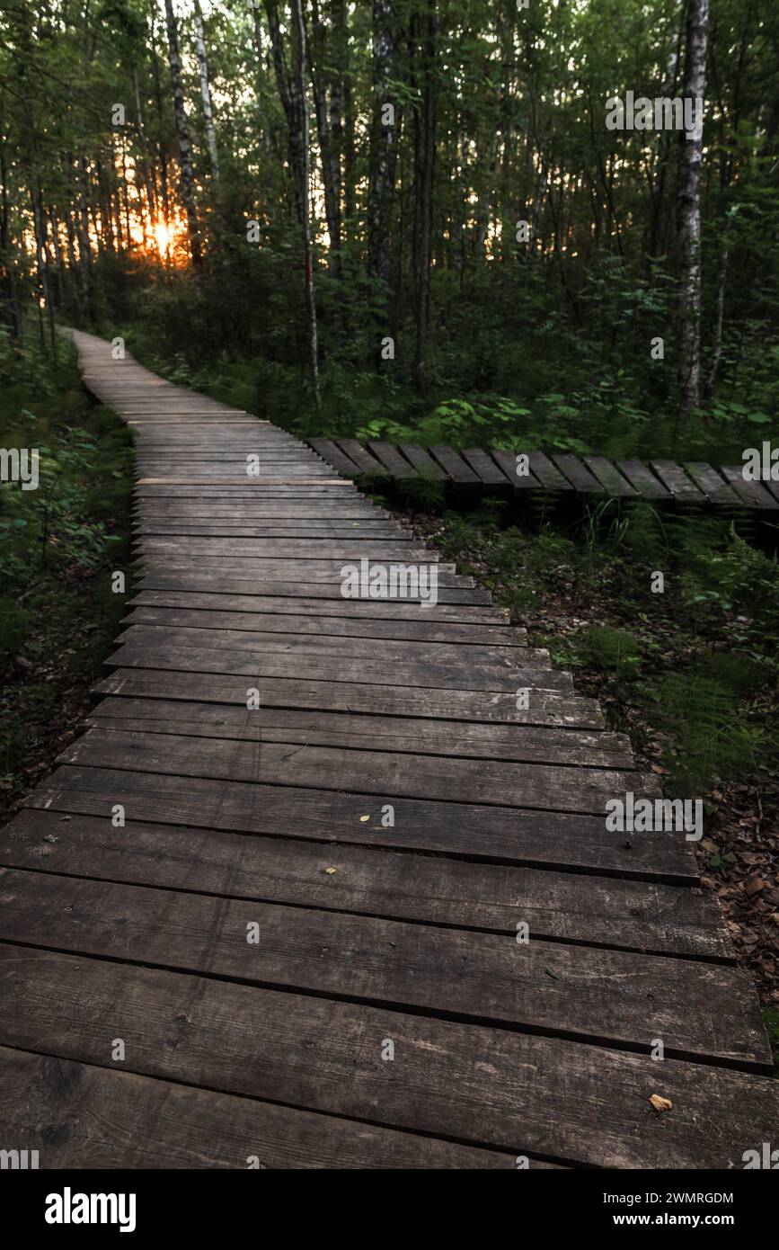 Empty wooden walkway goes through the dark forest on the summer evening ...