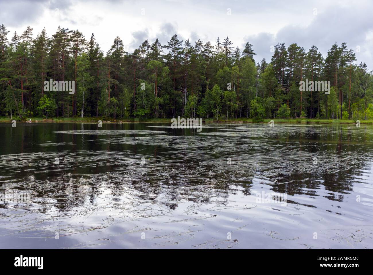 Landscape photo with still lake in the forest, aquatic plants float in ...