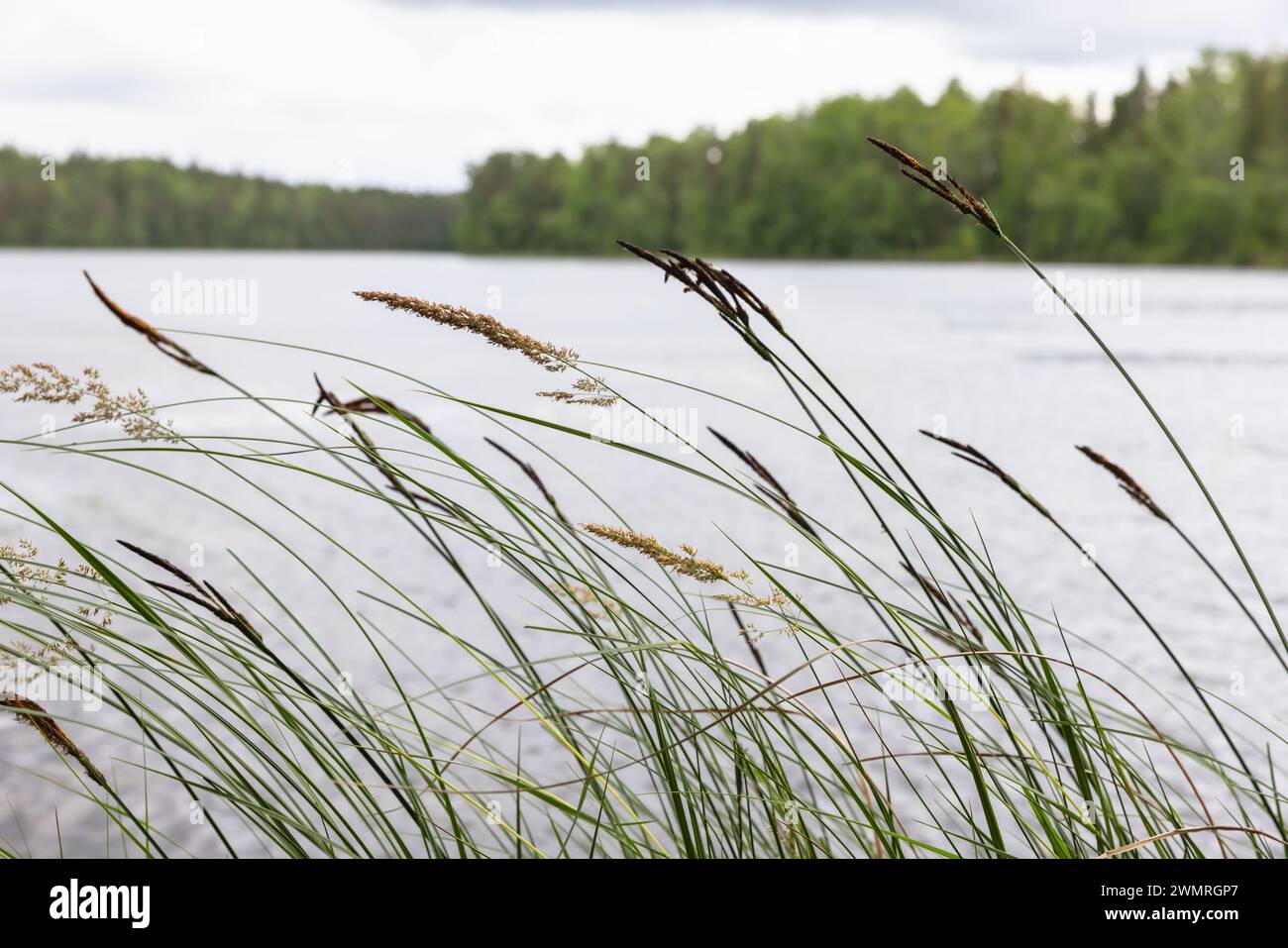 Carex grass hi-res stock photography and images - Alamy