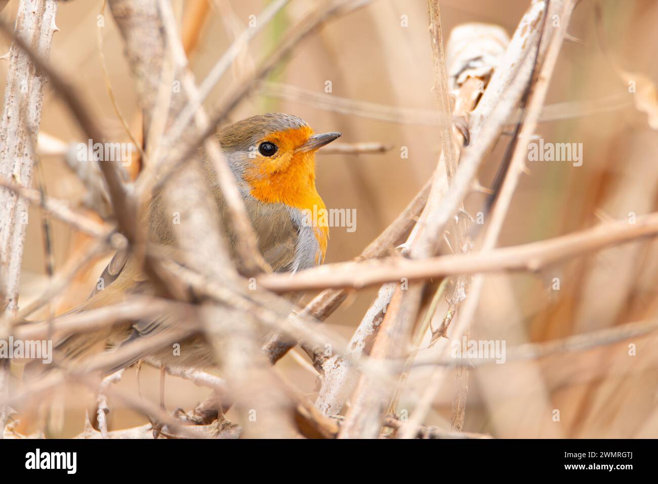 Robin bird sitting in the reed, wildlife animal and nature, spring ...