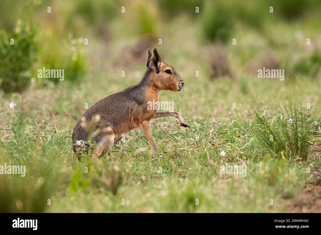 Patagonian cavi in grassland environment , La Pampa Province, Patagonia ...