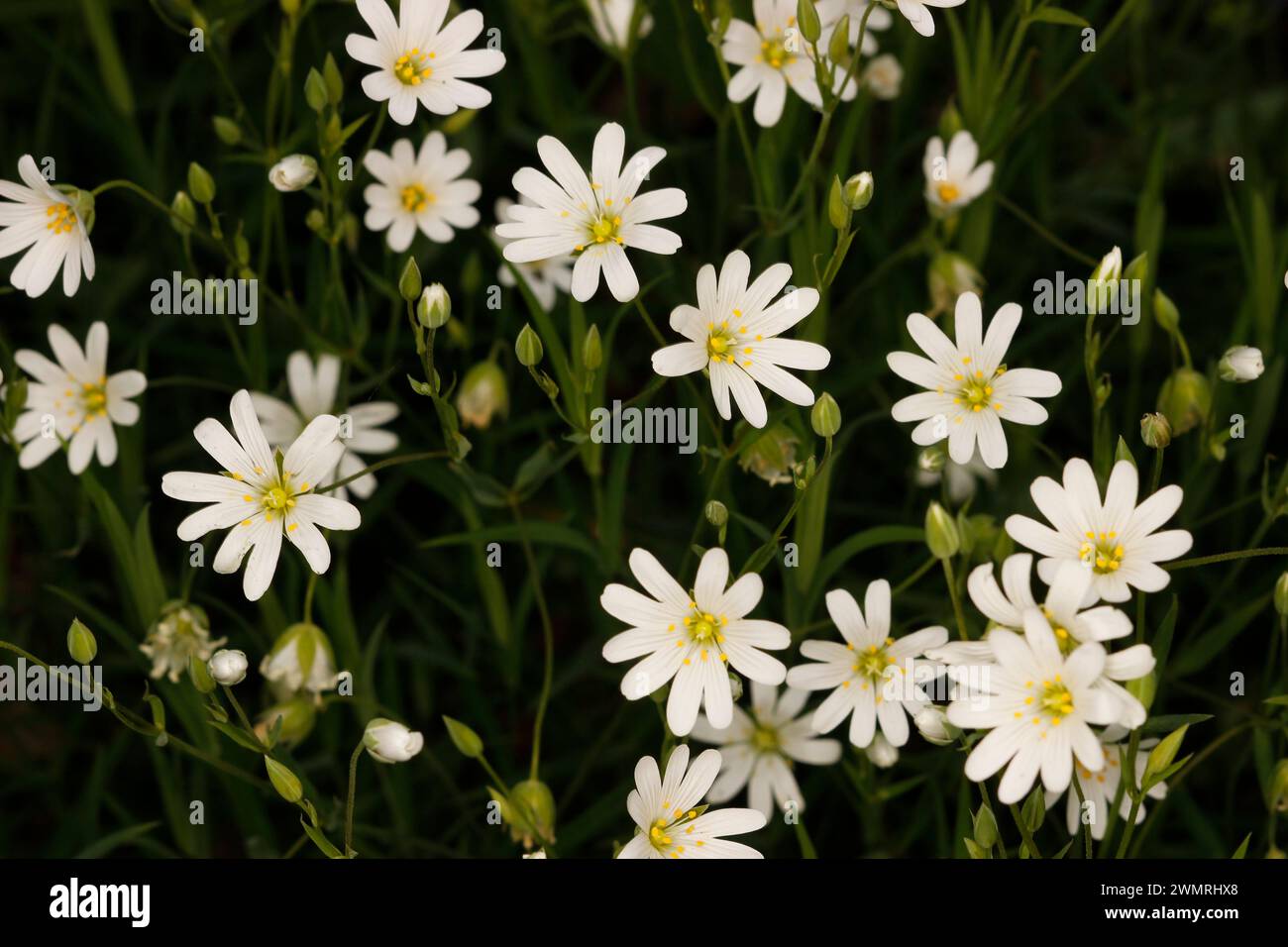 Common stitchwort hi-res stock photography and images - Alamy