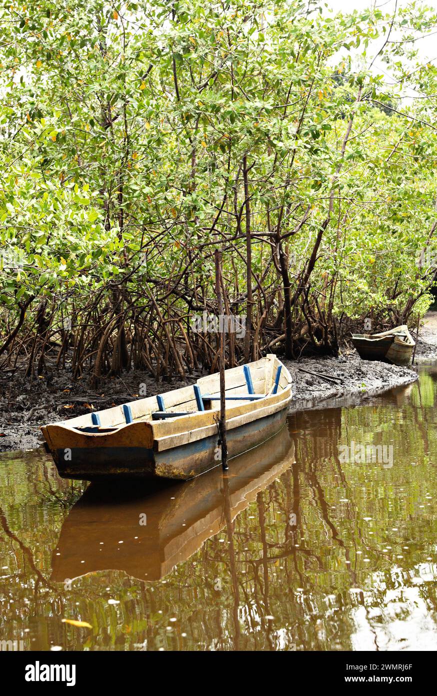 Fishing in mangroves brazil hi-res stock photography and images - Alamy