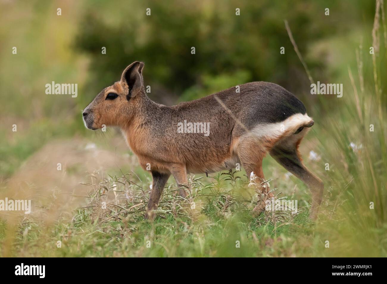 Patagonian cavi in grassland environment , La Pampa Province, Patagonia ...