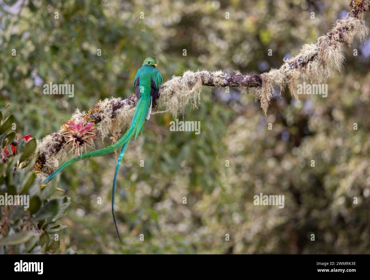 Resplendent bird in flight hi-res stock photography and images - Alamy
