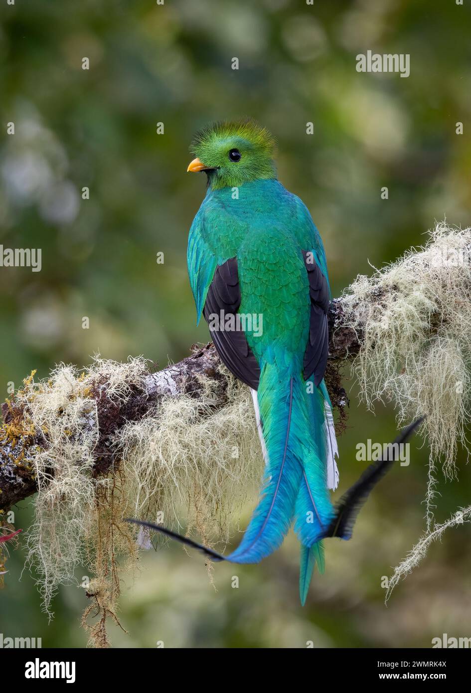 Resplendent quetzal in the rainforest of Costa Rica Stock Photo - Alamy