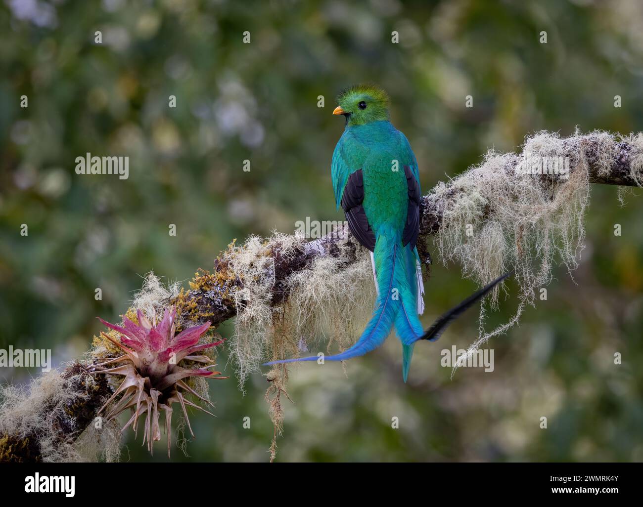 Resplendent quetzal in the rainforest of Costa Rica Stock Photo - Alamy