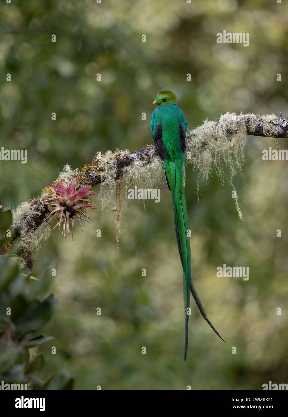 Resplendent quetzal in the rainforest of Costa Rica Stock Photo - Alamy