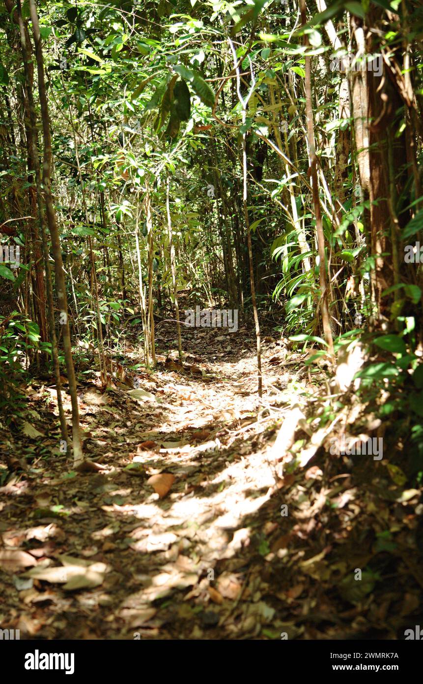 Atlantic Rainforest, Ecoparque de Una, Bahia, Brazil, South America ...