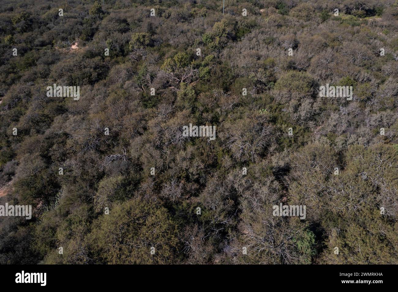 Pampas forest, Calden tree, Prosopis Caldenia, endemic species in La ...