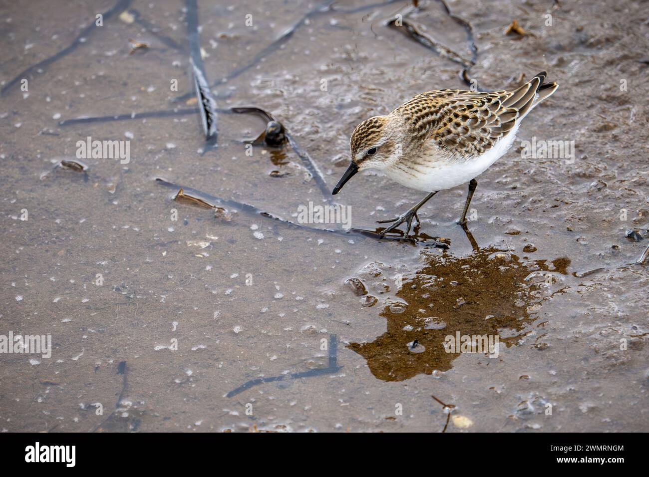 Semipalmated Sandpiper hunting for food on the shoreline of the Gulf of ...