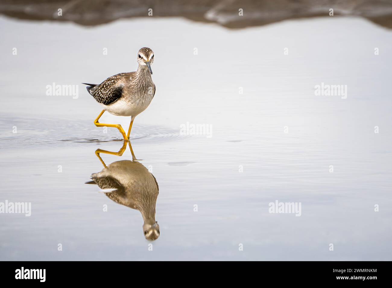 Lesser Yellowlegs hunting for food on the shoreline of the Gulf of St ...