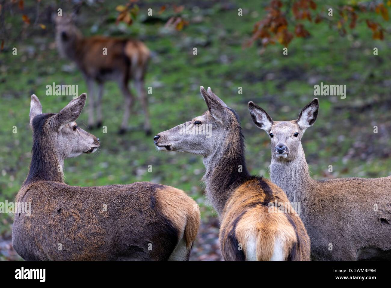 Three red deer standing hi-res stock photography and images - Alamy