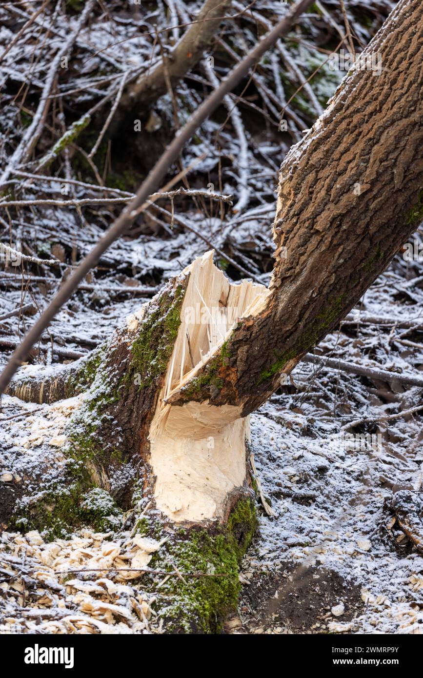 Beaver damage to oak tree in winter Stock Photo - Alamy