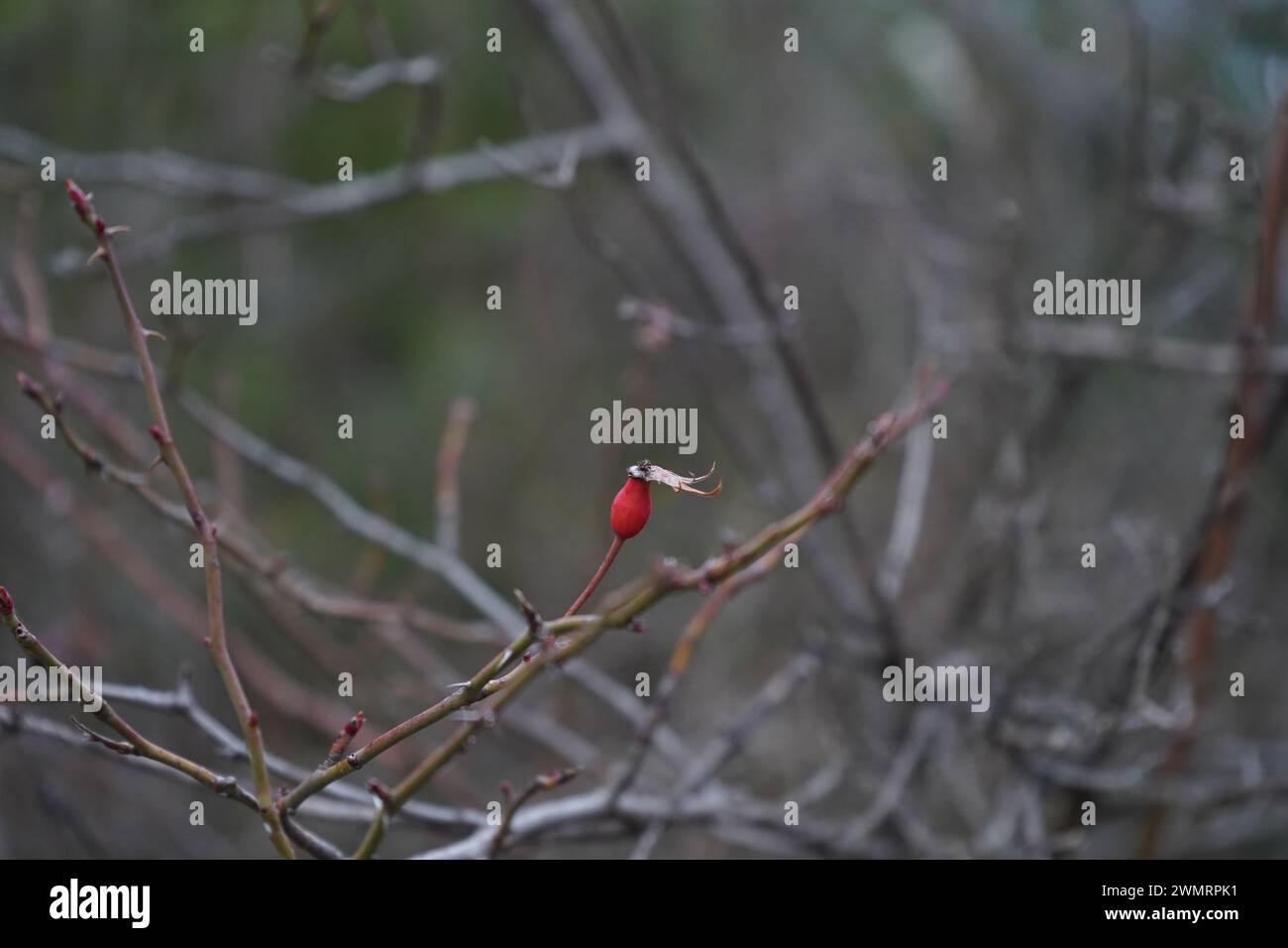 The Dog rose, Swamp rose, Cynorrhodon(Rosa canina Stock Photo - Alamy