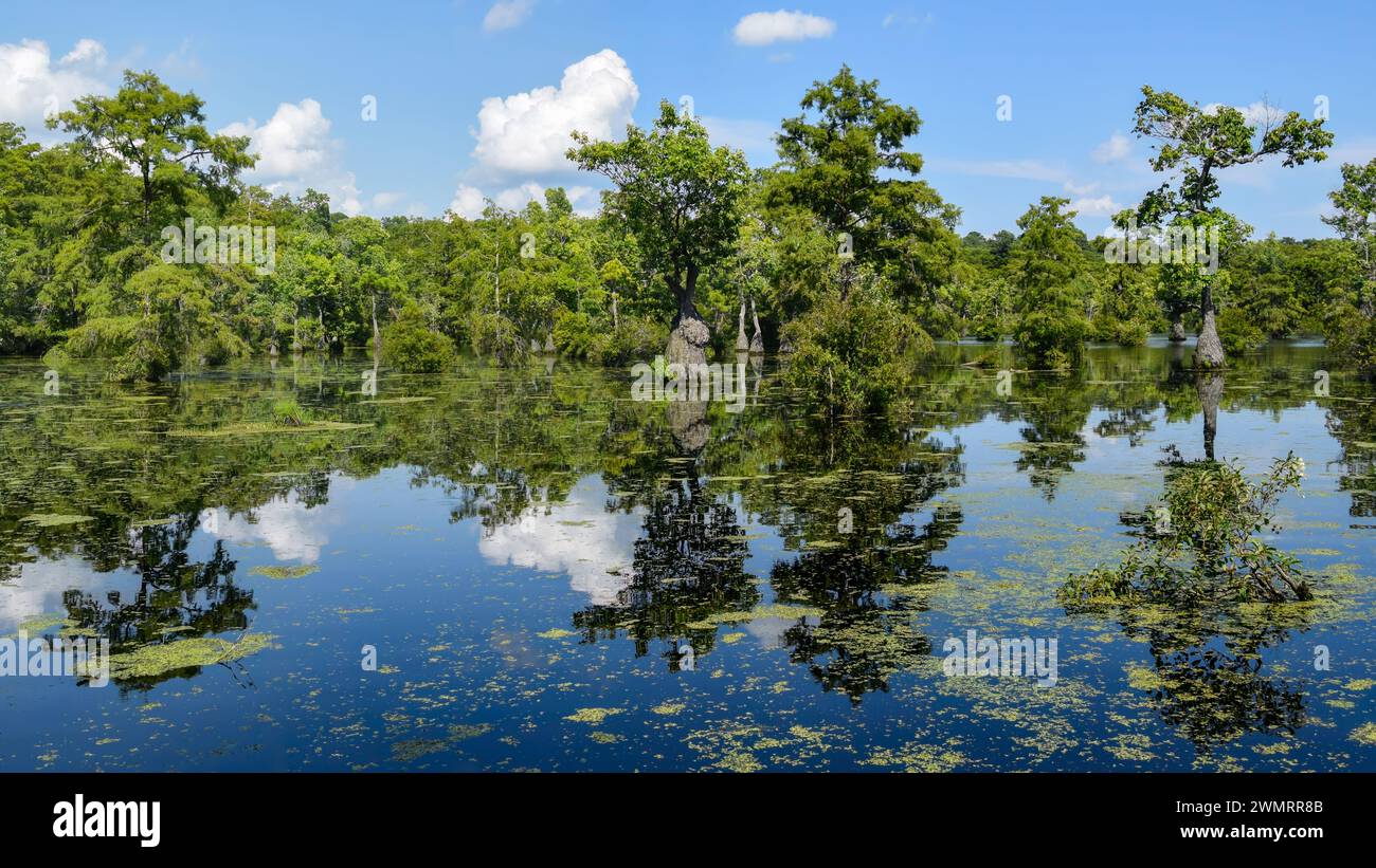 Water tupelo hi-res stock photography and images - Alamy