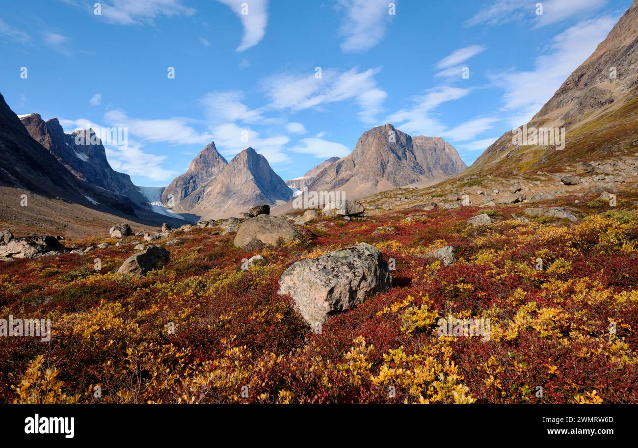 Red, yellow and orange tundra vegetation near Dronning Marie Dal. It's ...