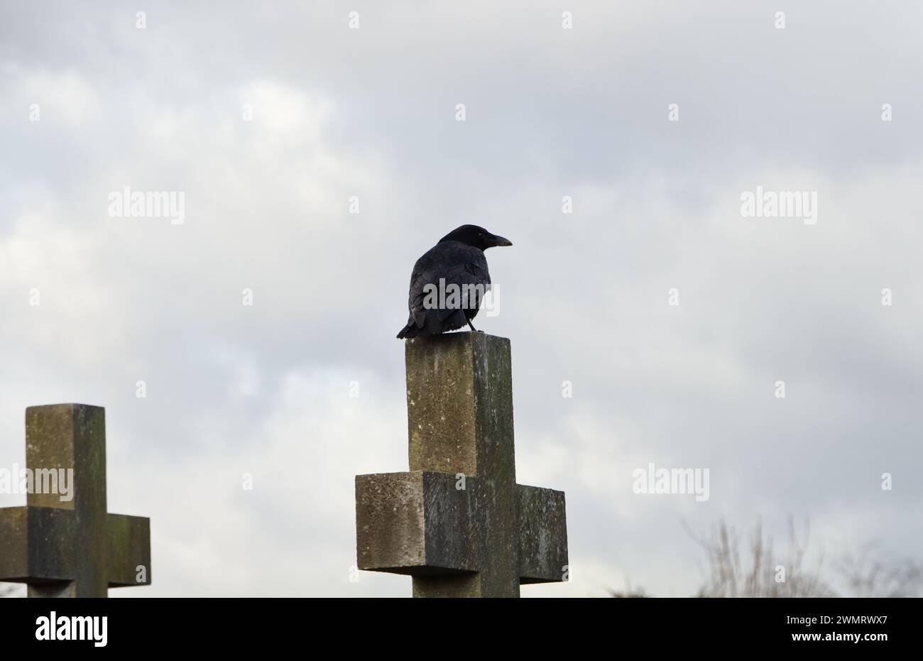 Wildlife in a cemetery hi-res stock photography and images - Alamy