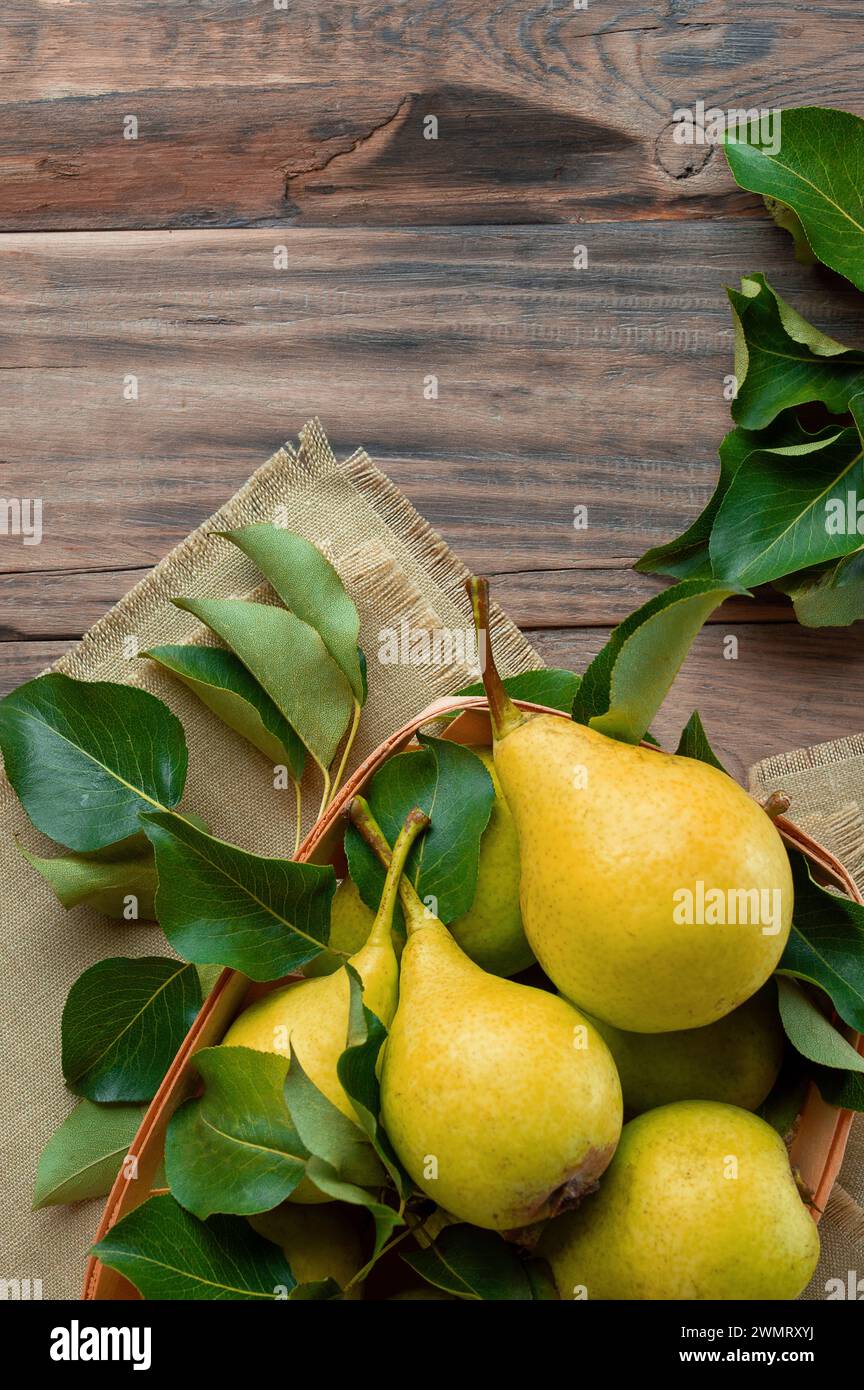 Gardening. Autumn harvest. Green ripe pears in a box on a dark ...