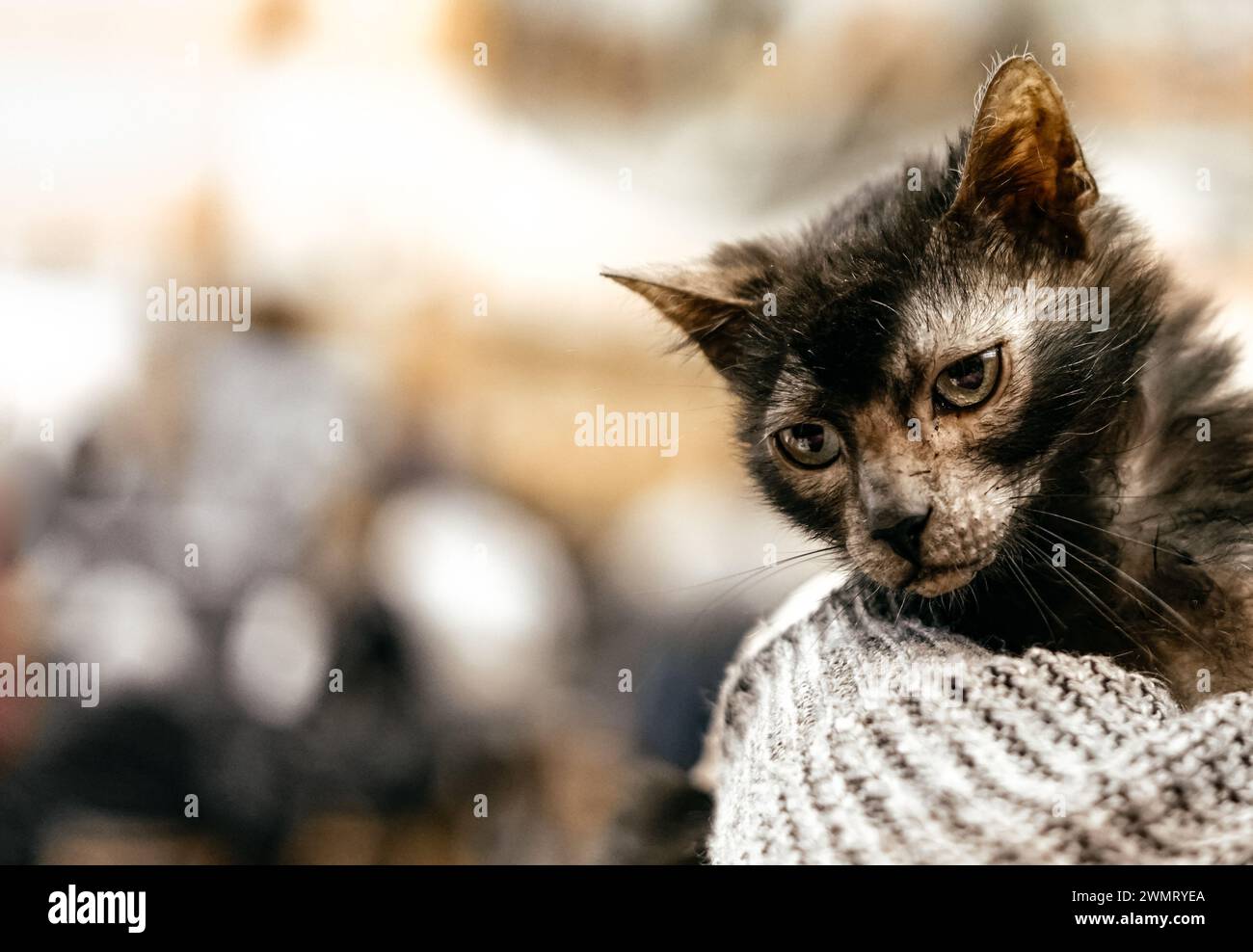 Small lykoi cat hi-res stock photography and images - Alamy
