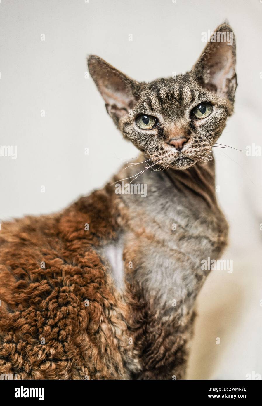 Adorable Devon Rex cat Stock Photo - Alamy