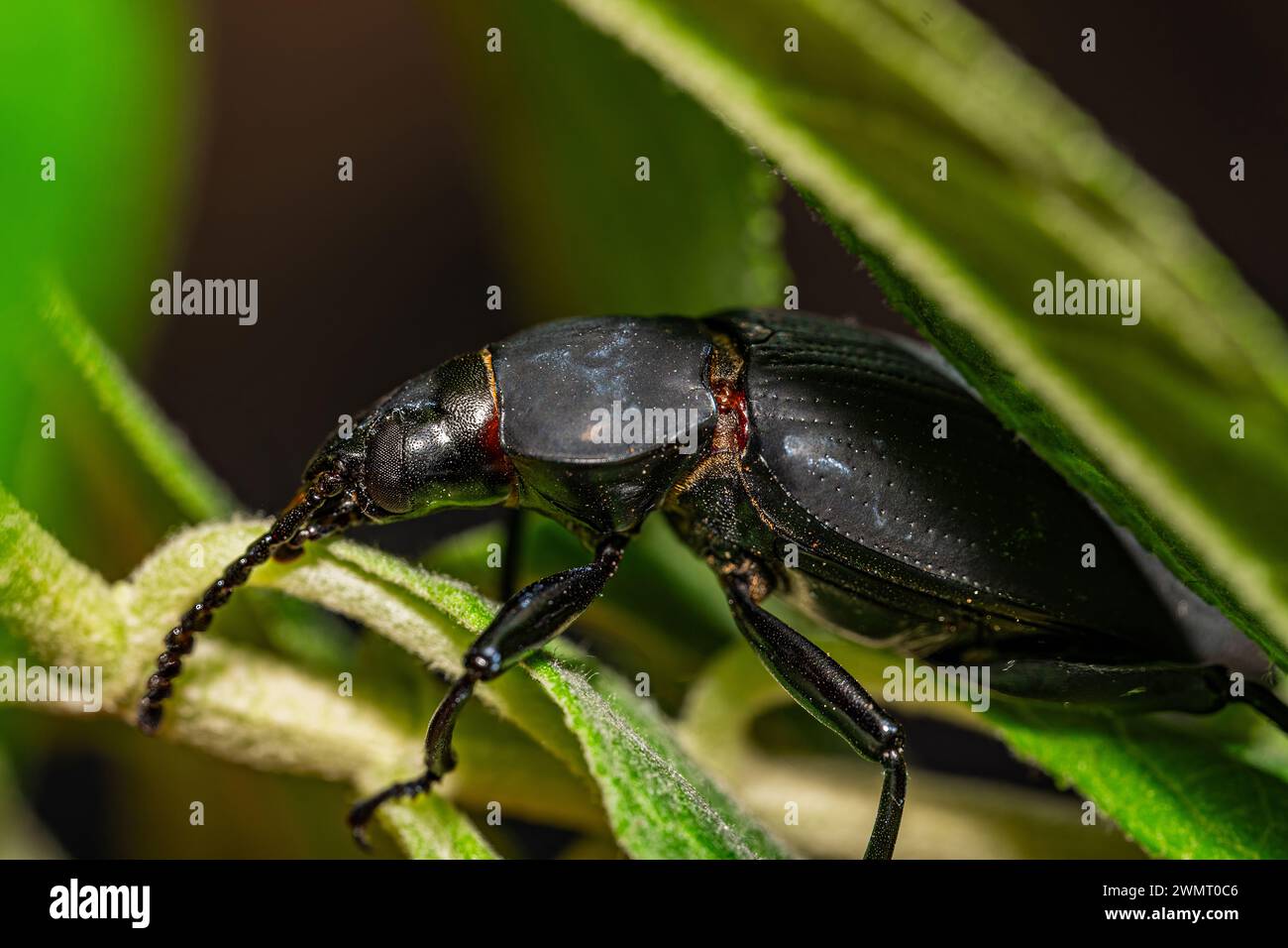 Darkling beetle. Coleoptera Carabidae Insects in Nature. Mealworm ...