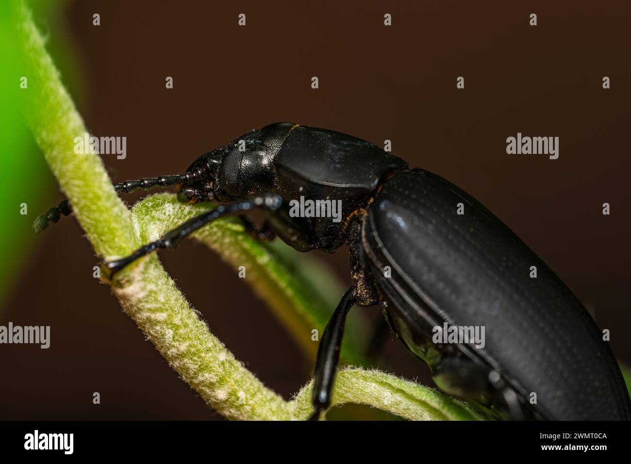Darkling beetle. Coleoptera Carabidae Insects in Nature. Mealworm ...