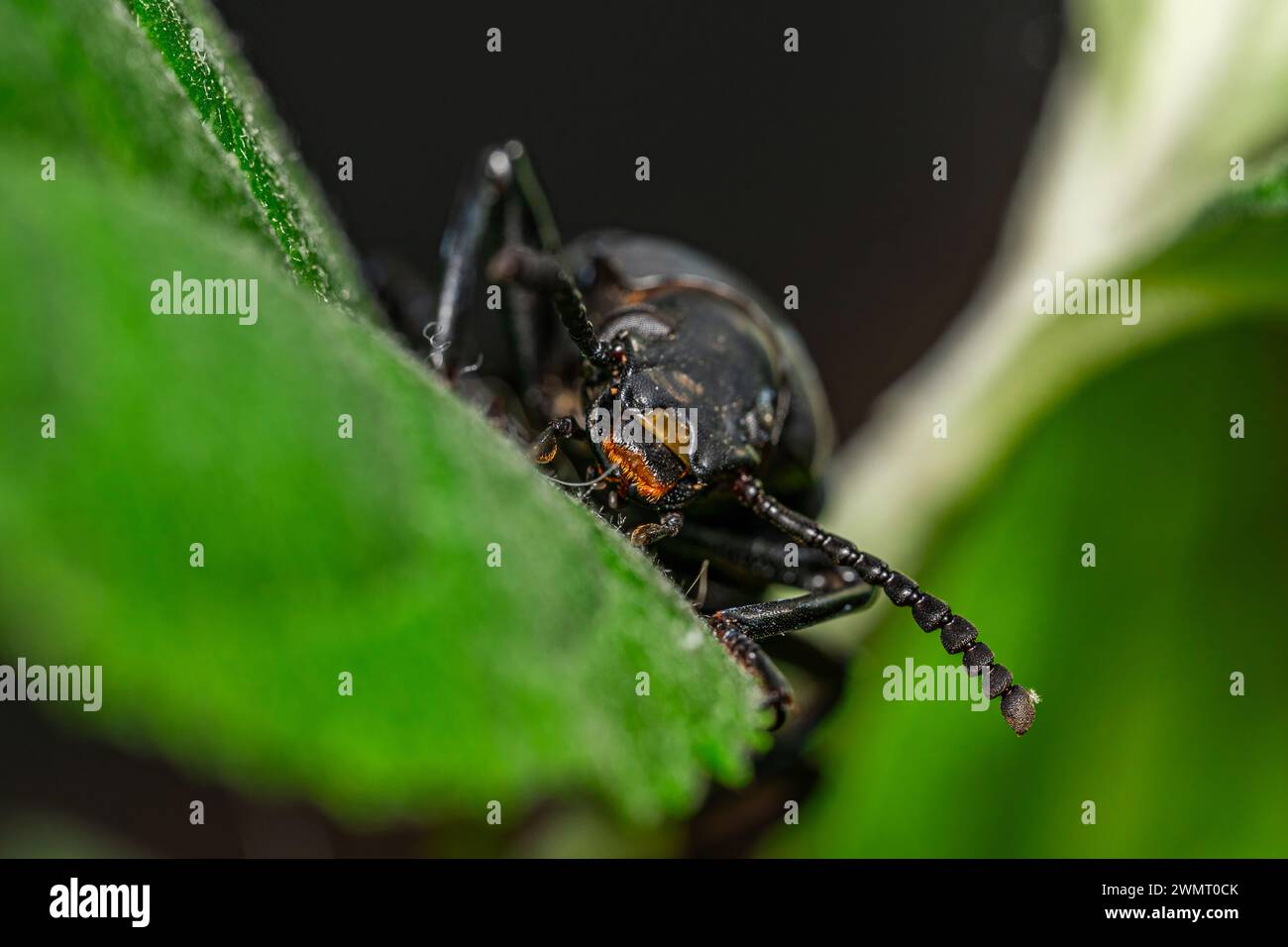 Darkling beetle. Coleoptera Carabidae Insects in Nature. Mealworm ...